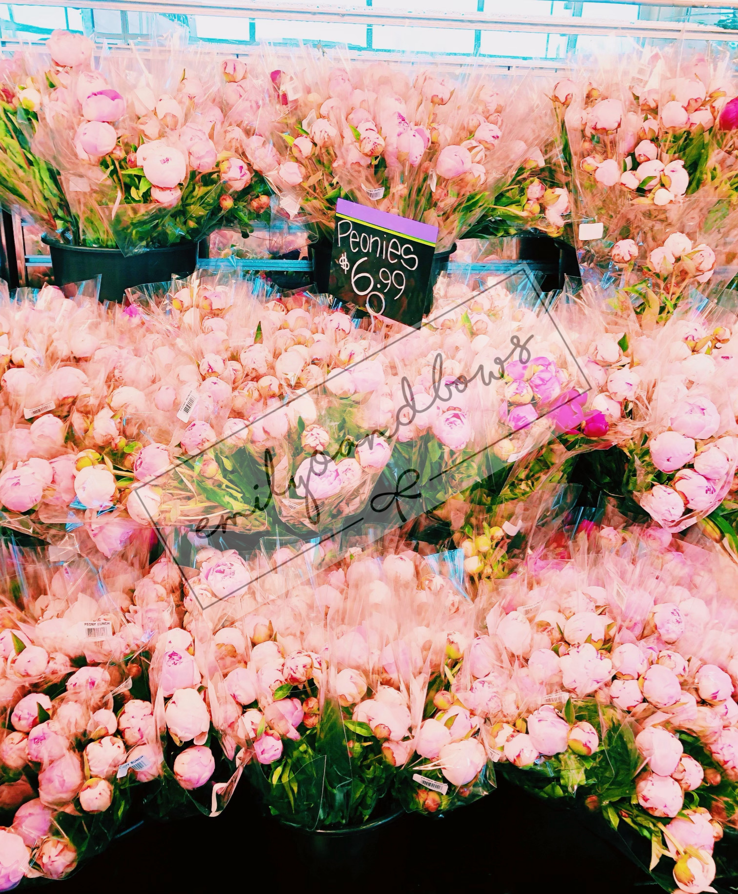Pretty Pink Peonies photo – emilyOandbows